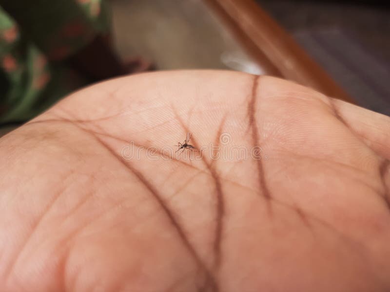 Mosquito on a hand stock image. Image of stings, insect - 8786699