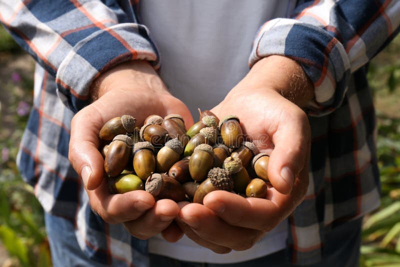 Man Holding Pile of Dry Acorns Outdoors, Closeup Stock Photo - Image of ...