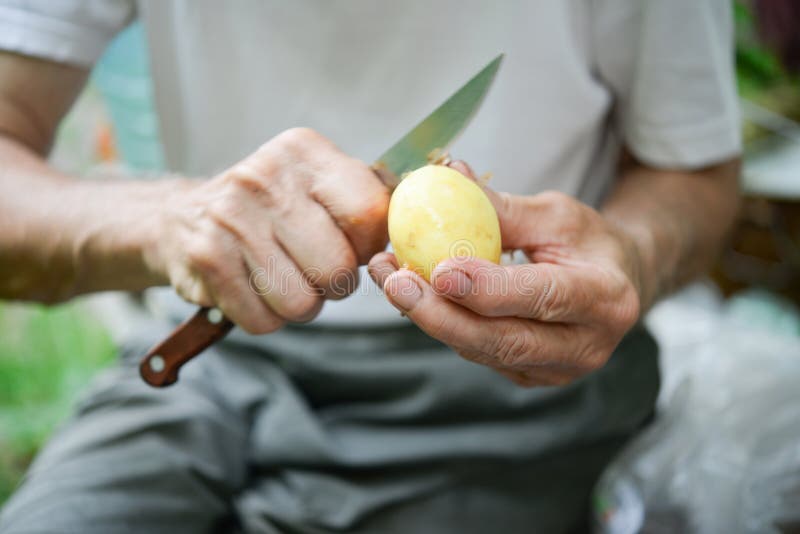 Man holding potatoes stock image. Image of peel, ripe - 209982441