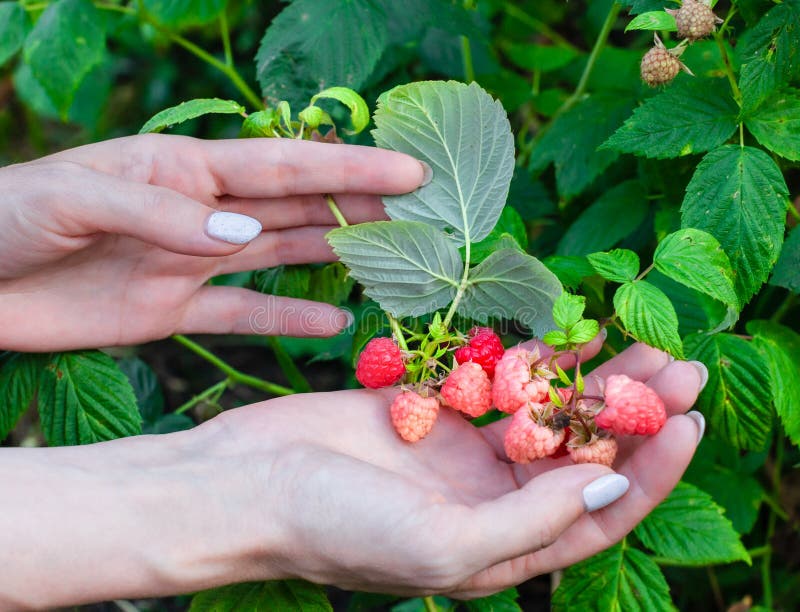 Man Holding a Raspberry in His Hand Stock Image - Image of food, woman ...