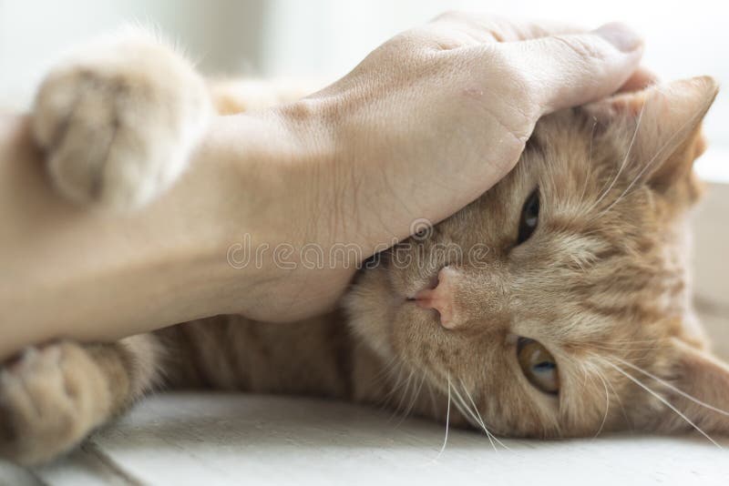Man Holding Red Cat in Hands, Close Up Stock Photo - Image of hands ...