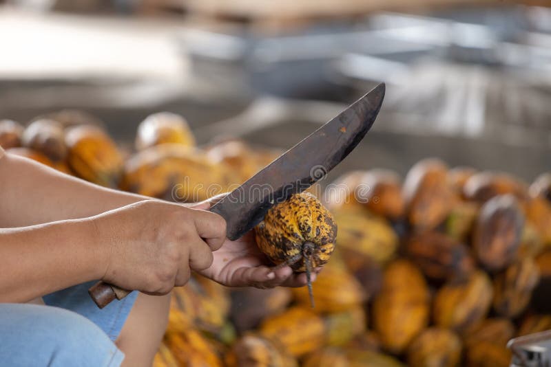 Man Holding a Ripe Cocoa Fruit with Beans Inside and Bring Seeds Out of ...