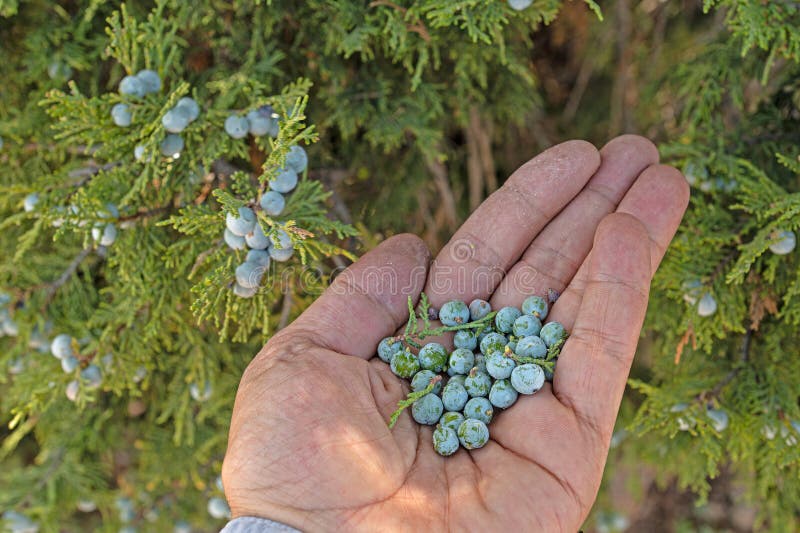 The Man is Holding Seeds from a Juniper Tree Stock Photo - Image of ...