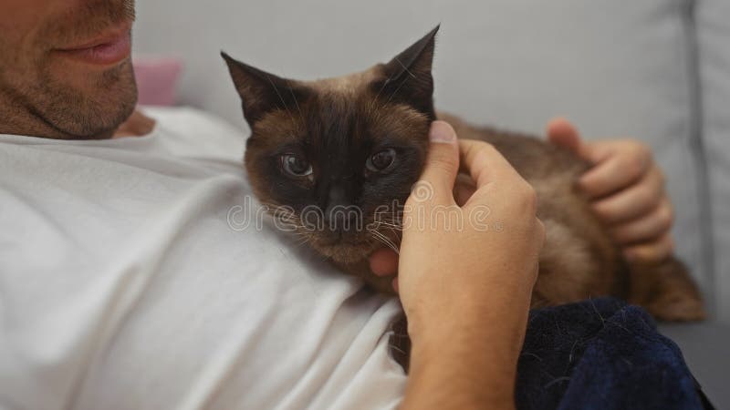 Man Holding a Siamese Cat Lovingly in a Cozy Indoor Setting Stock Photo ...