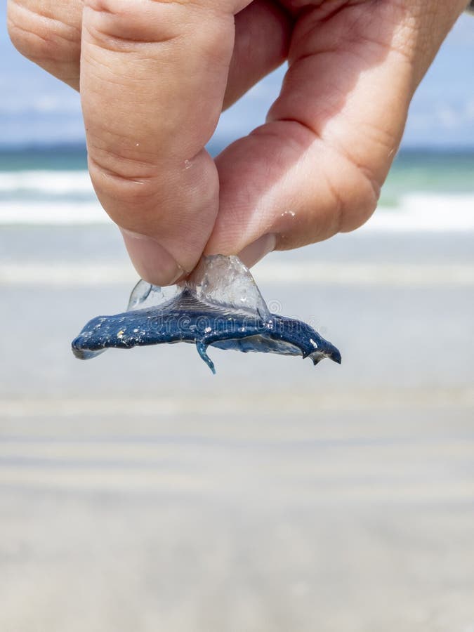 Man Holding a Single by the Wind Sailor Velella Stock Image - Image of ...