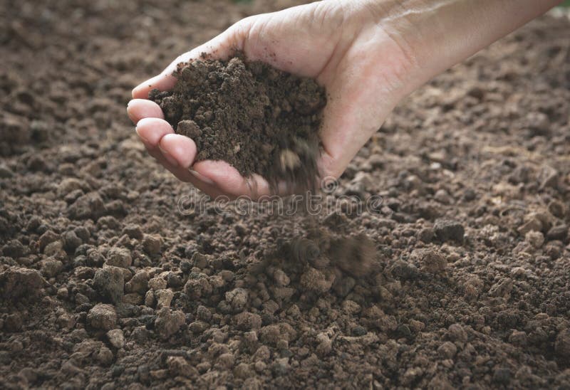 The Man Holding Soil in the Hands. Stock Image - Image of ecology ...