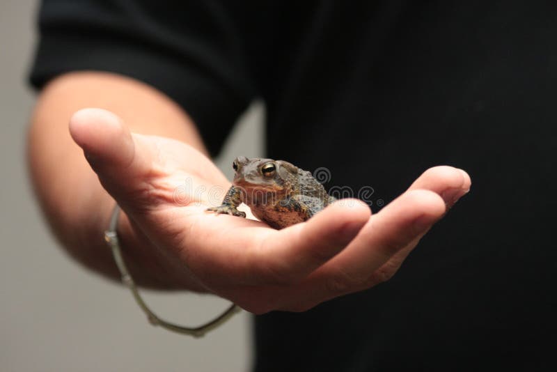Man holding toad on hand stock photo. Image of hand, resting - 6558026