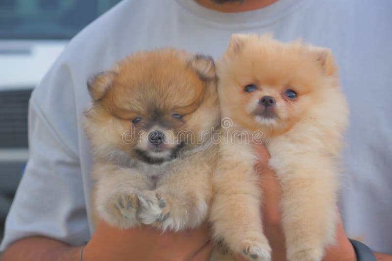 A Man is Holding Two German Spitz Klein Puppies in His Hands Stock ...
