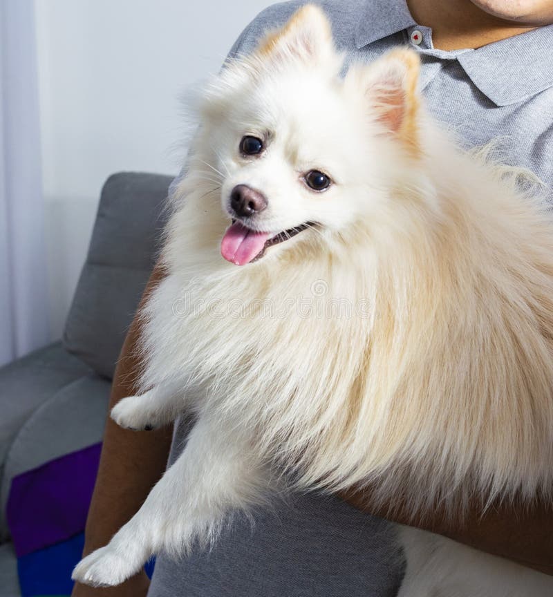Man Holding White German Spitz Pomeranian Stock Image - Image of ...