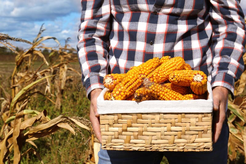 Man Holding Wicker Basket with Delicious Ripe Corn Cobs in Field ...