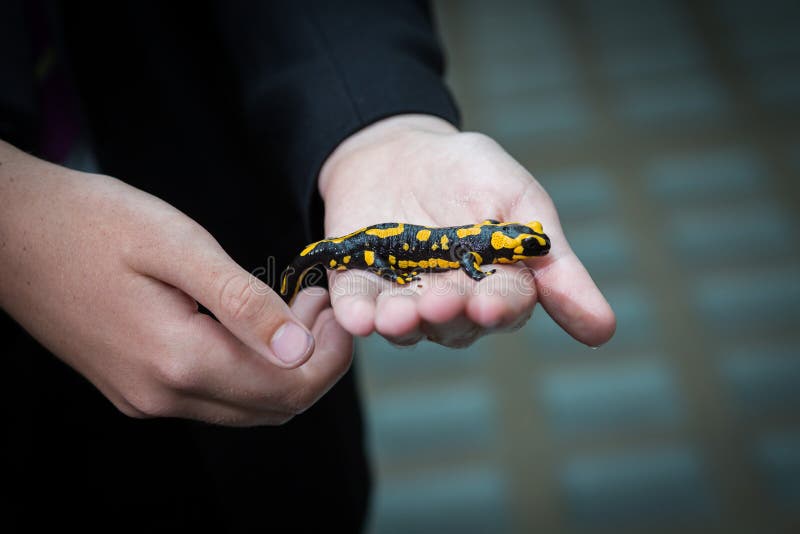 A Man Holds a Black and Yellow Lizard Stock Photo - Image of wild ...