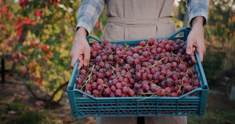 Man Holds a Box of Ripe Grapes, Stands Against the Backdrop of a Vine ...