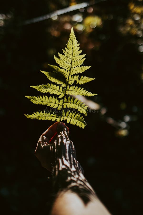 Man Holds Fern Leaf in His Hand in Forest. Shadow of Fern on Hand Stock ...