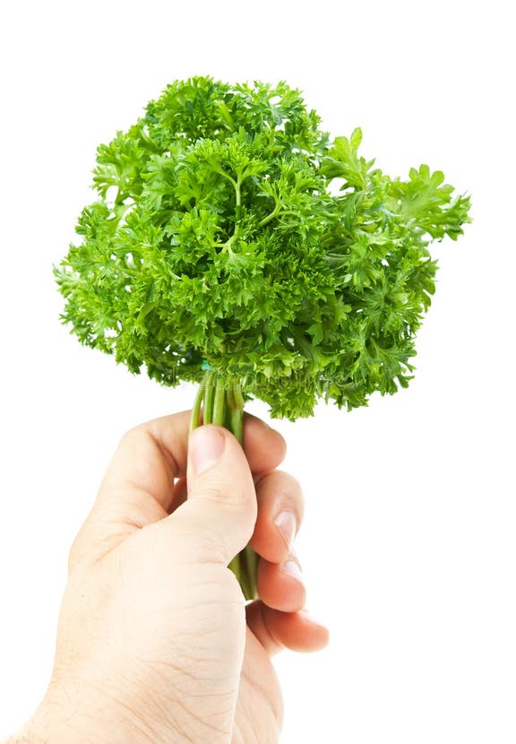 Man holds a fresh parsley stock photo. Image of macro - 23571238