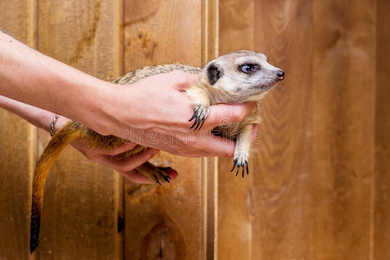 A Man Holds in the Hands of a Meerkat_ Stock Photo - Image of face ...