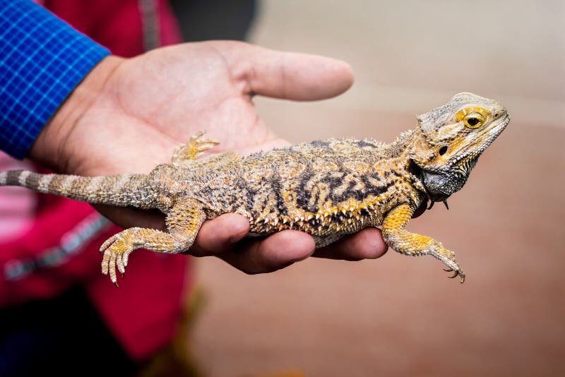 Man Holds in His Hand a Lizard with Yellow and Black Stripes_ Stock ...