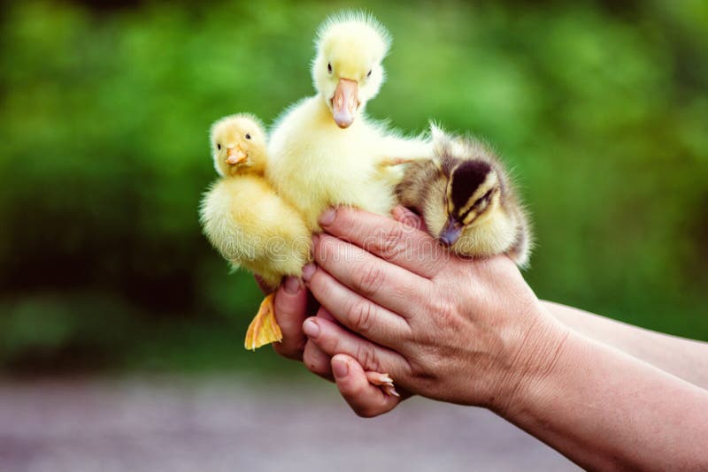 Little Goose Human Hands Stock Photos - Free & Royalty-Free Stock ...