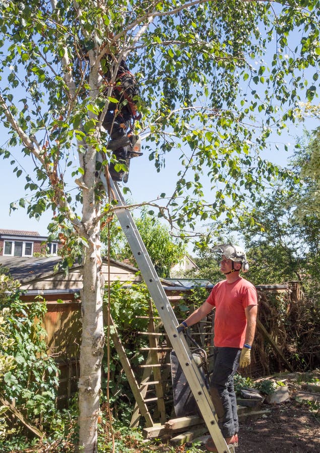 Holding Ladder for Tree Surgeon Stock Image - Image of harness ...