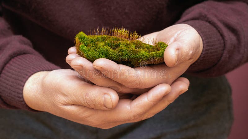 A Man Holds a Lump of Earth Covered with Green Moss. Moss in the Hands ...