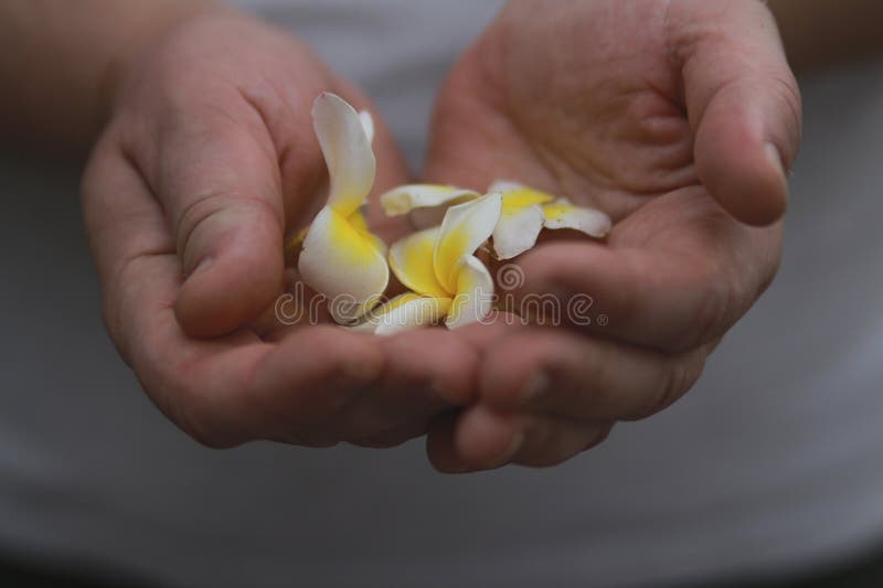 A Man Holds Plumer Flowers in His Hands Stock Photo - Image of plumer ...