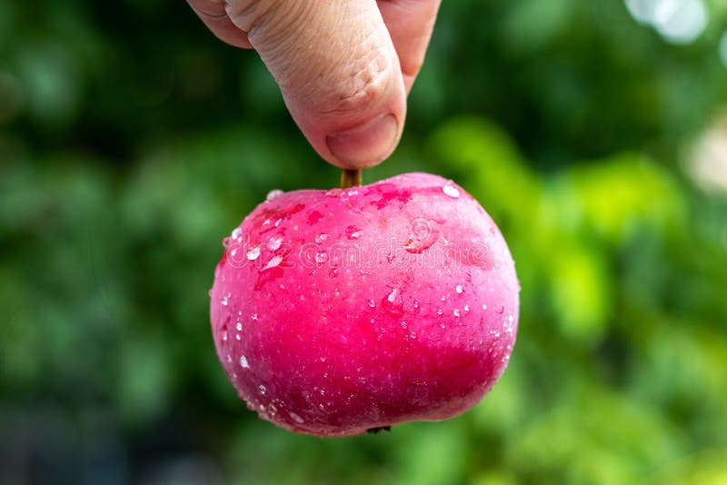 A Man Holds a Red Ripe Apple by the Stem Stock Image - Image of garden ...
