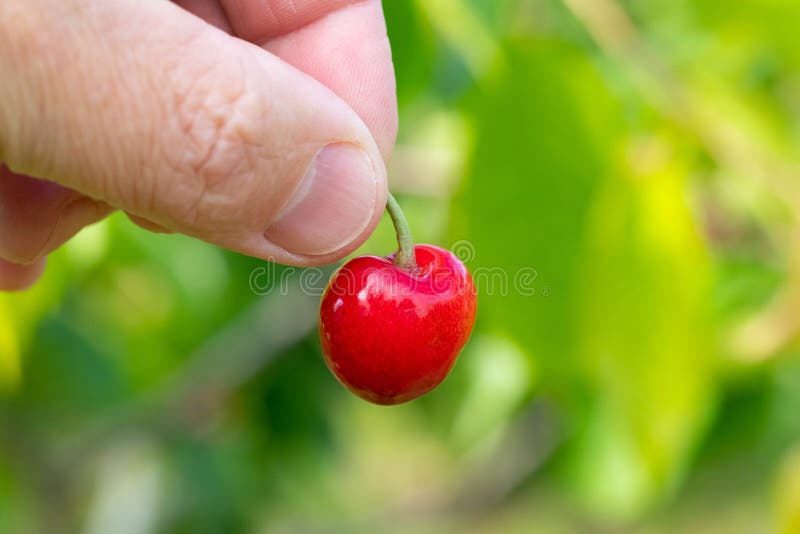 A Man Holds a Ripe Cherry in His Hand Stock Image - Image of cherry ...