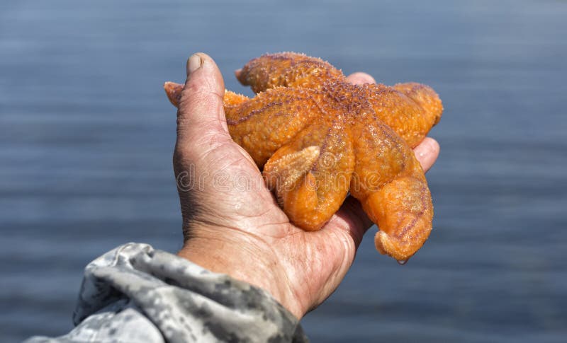 A Man Holds a Starfish in His Hand Stock Image - Image of leisure ...
