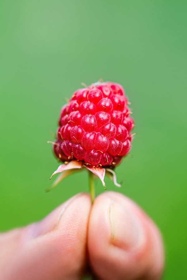 A Man Holds Up a Single Raspberry Stock Photo - Image of vitamin, food ...