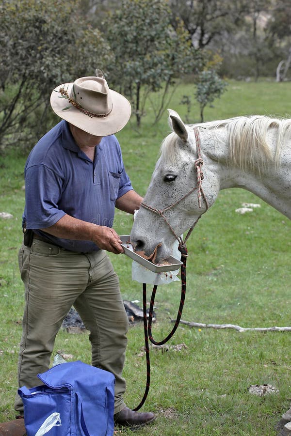 Australian Bushman stock photo. Image of brumbie, male - 8341464
