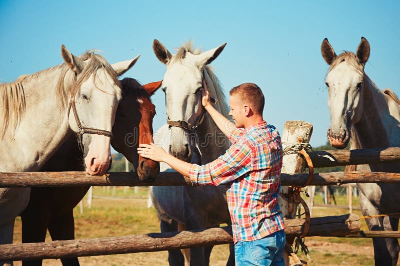 Man with horses stock photo. Image of herd, affection - 77485664