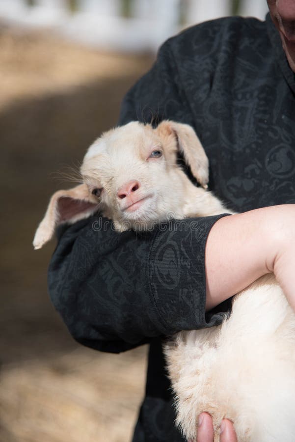 Boy hugging a goat stock photo. Image of human, curiosity - 14193174