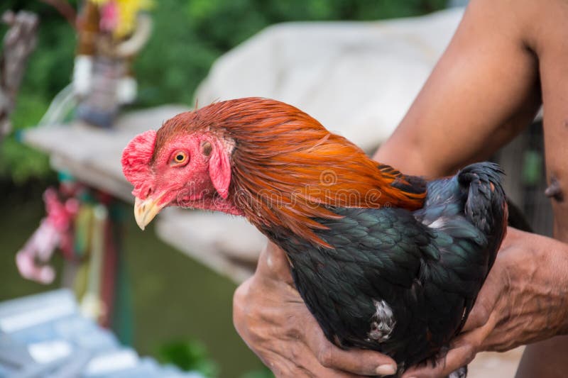 Man Hug a Thai Fighting or Rooster Chicken Stock Photo - Image of ...