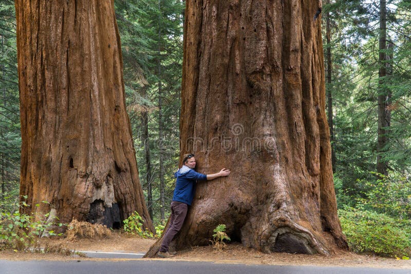 Man Hugging Big Tree Trunk of Sequoia Editorial Stock Image - Image of ...