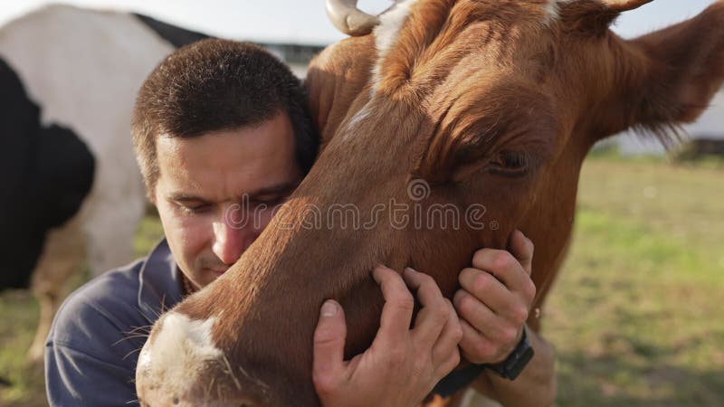 Man Hugging a Cow with Love Stock Video - Video of rural, pasture ...