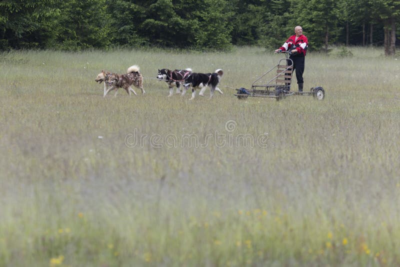 Man with Husky Dogs Off-road Pulling Sled in Meadow Stock Photo - Image ...