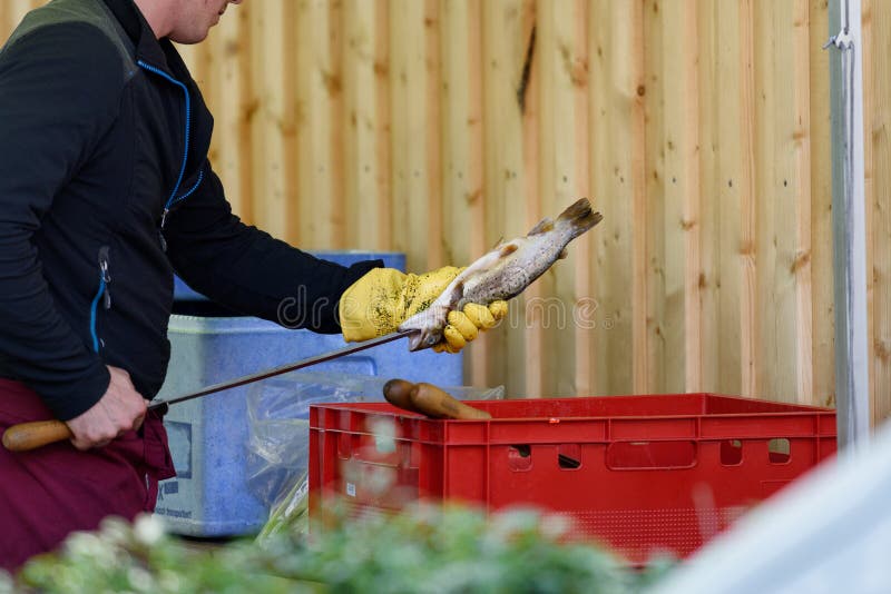Man Impaling a Fish To Prepare it for Barbecue Stock Image - Image of ...