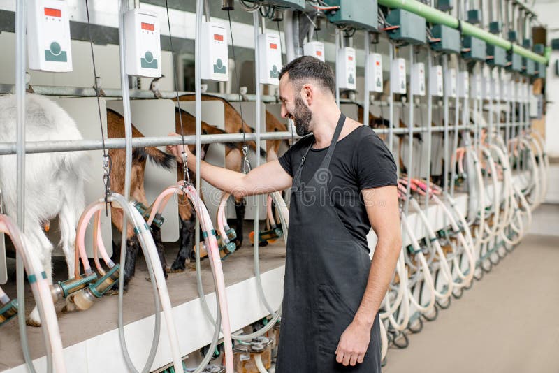Man Operating Milking Machine at the Goat Farm Stock Photo - Image of ...