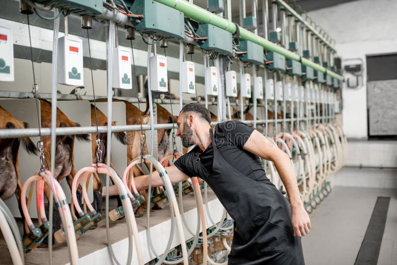 Man Operating Milking Machine at the Goat Farm Stock Photo - Image of ...
