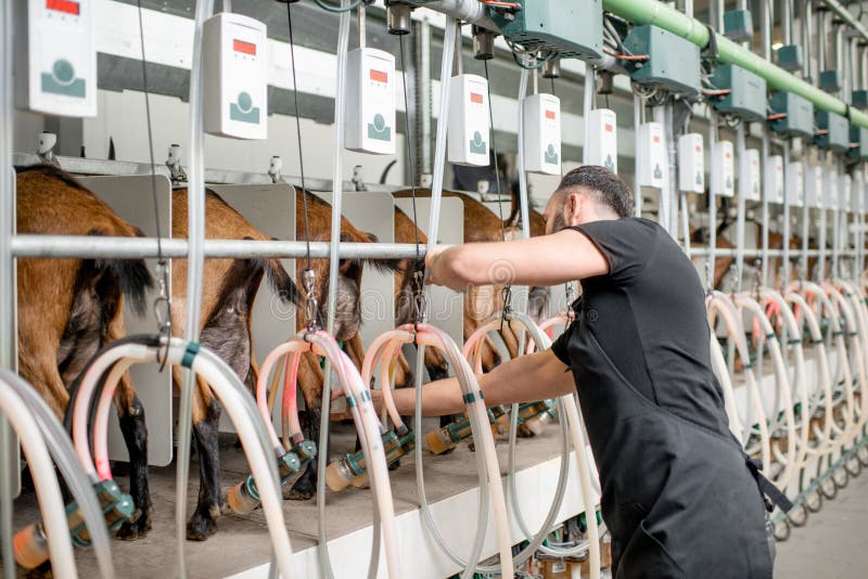 Man Operating Milking Machine at the Goat Farm Stock Photo - Image of ...