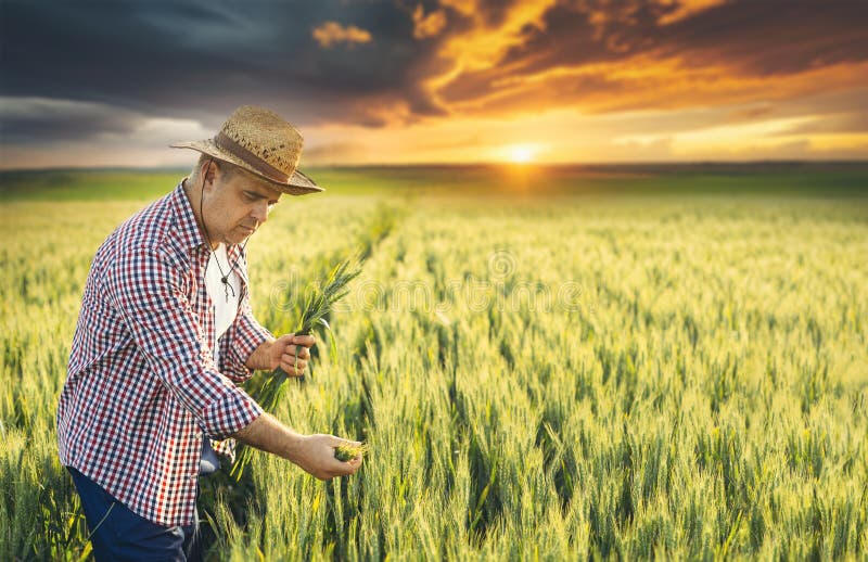A Man is Inspecting Crops in the Field Stock Photo - Image of shirt ...