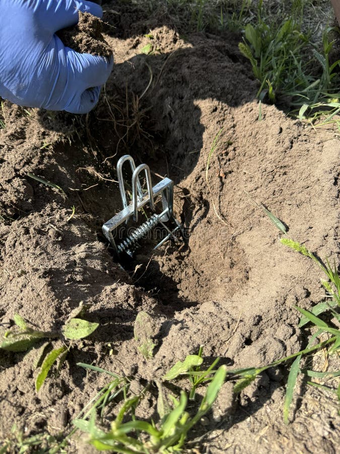 Man Installing a Mechanical Mole Trap Made of Galvanized Steel ...
