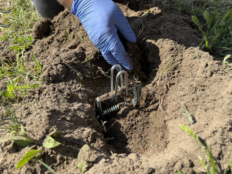 Man Installing a Mechanical Mole Trap Made of Galvanized Steel ...