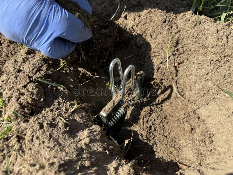 Man Installing a Mechanical Mole Trap Made of Galvanized Steel ...