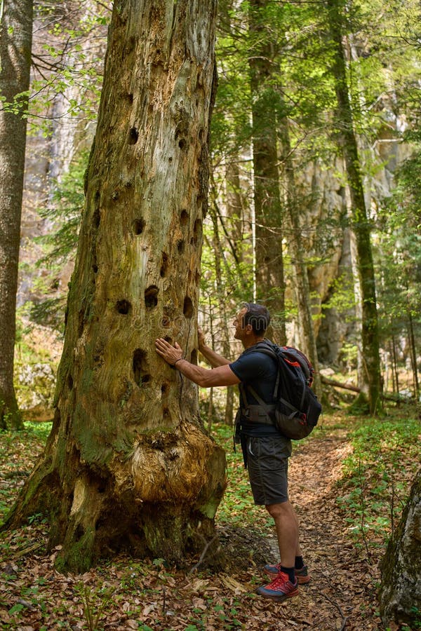 Man Interacting with Old Tree in Forest Stock Image - Image of ...