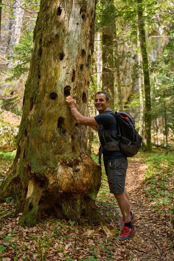 Man Interacting with Old Tree in Forest Stock Image - Image of damage, wilderness: 379502239