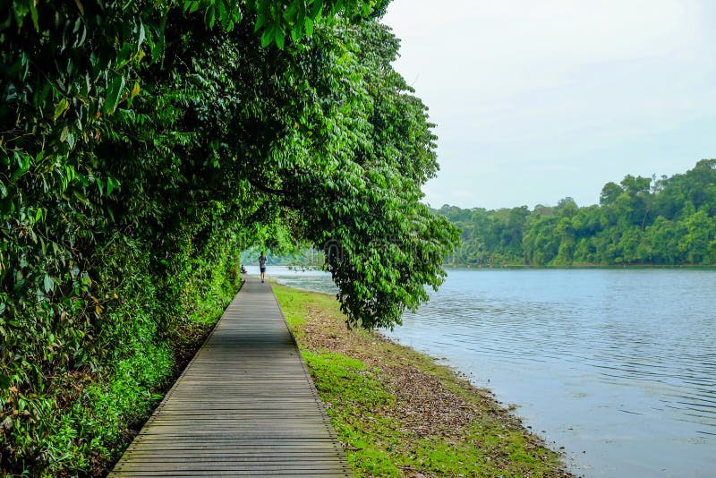 Man Jogging Around the Trail of Mac Ritchie Reservoir Editorial Photo ...