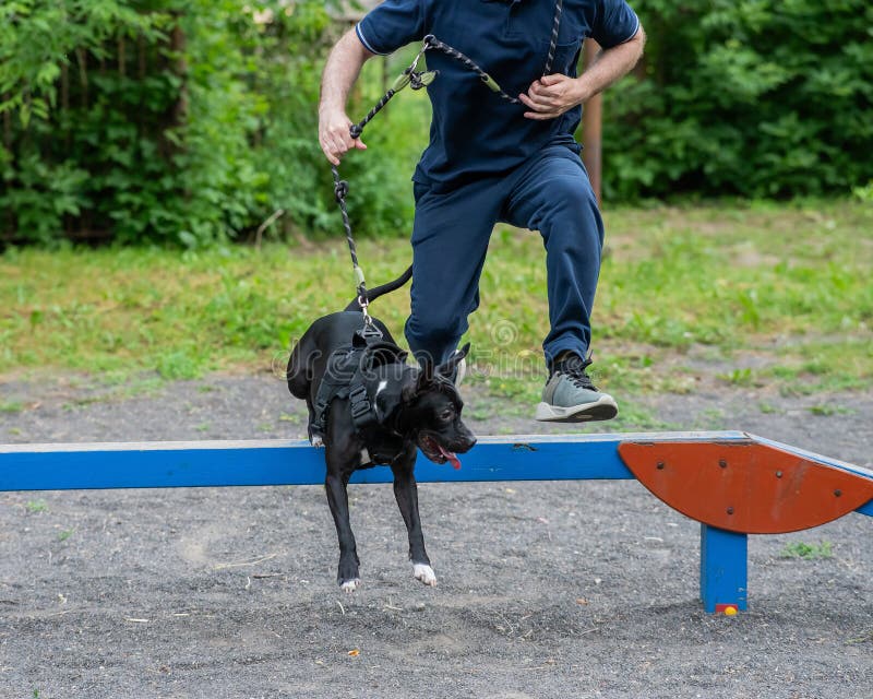 Man Jumping Over a Barrier with a Dog with a Pit Bull Terrier Outdoors ...