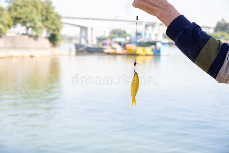 Man Just Got a Small Gold Color Fish in a Rivet Stock Image - Image of ...