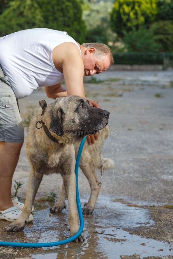 Man and kangal dog stock image. Image of drops, muzzle - 73800495