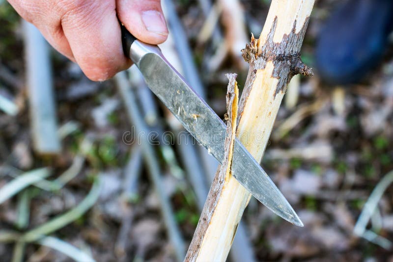 Man with Knife Cut a Wooden Stick Stock Image - Image of logger ...